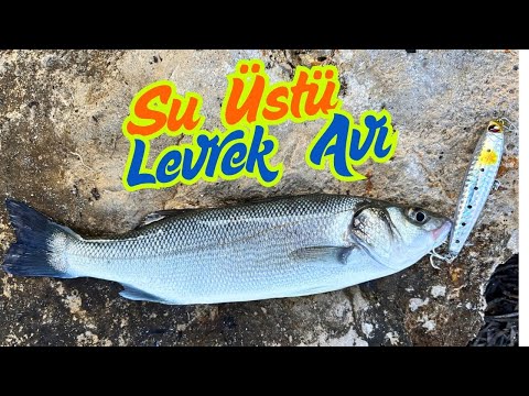 KIYILAR HIZLANIYOR !.. Yaz Sıcağında Levrek Avı / Su Üstü Levrek Avı / Atçek Spin Lrf Kıyı Balık Avı