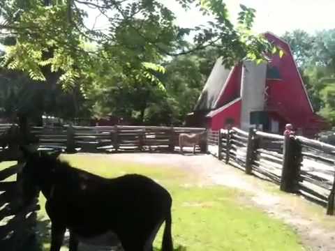 Far Enough Farm, Toronto Island, Canada🇨🇦2011 - YouTube