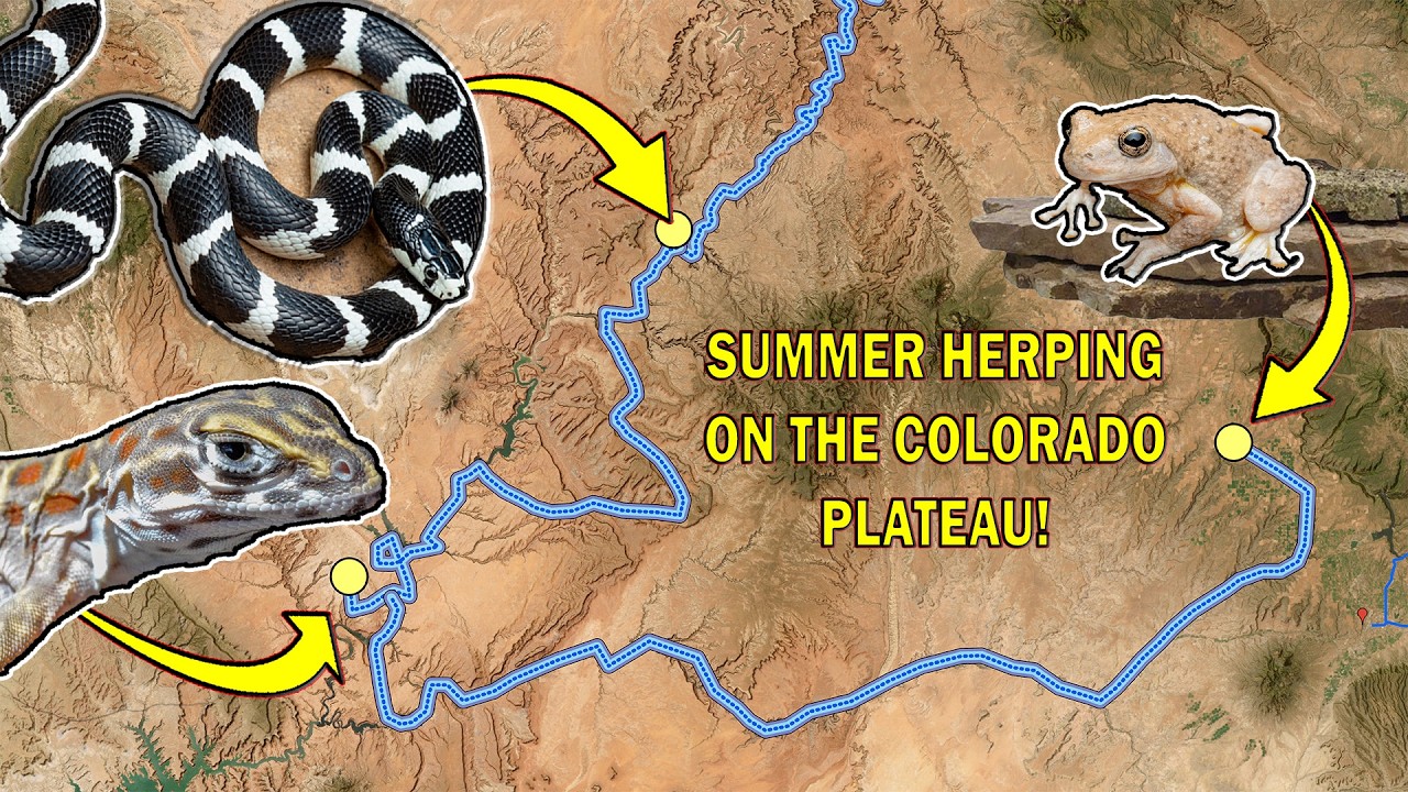 PAINTED DESERT HERPING ROAD TRIP | Wild Kingsnakes & Leopard Lizards Found! - YouTube