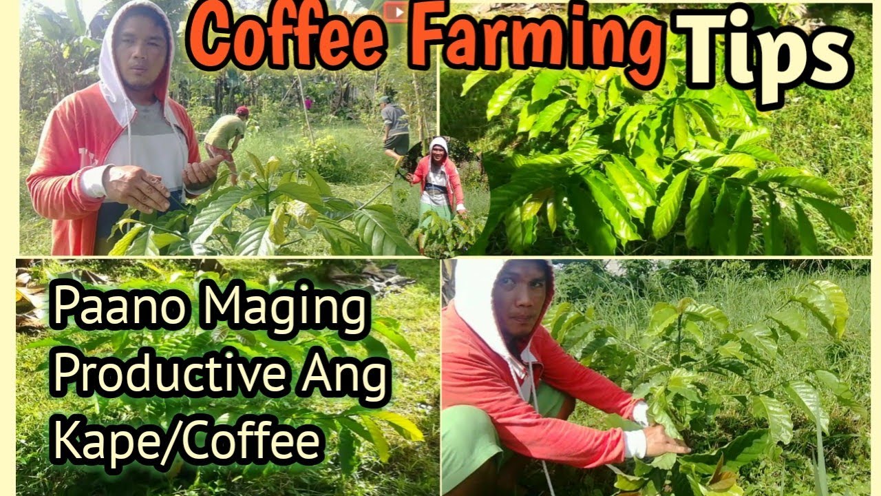 Coffee farming tips - Paano mag alaga ng kape, - YouTube