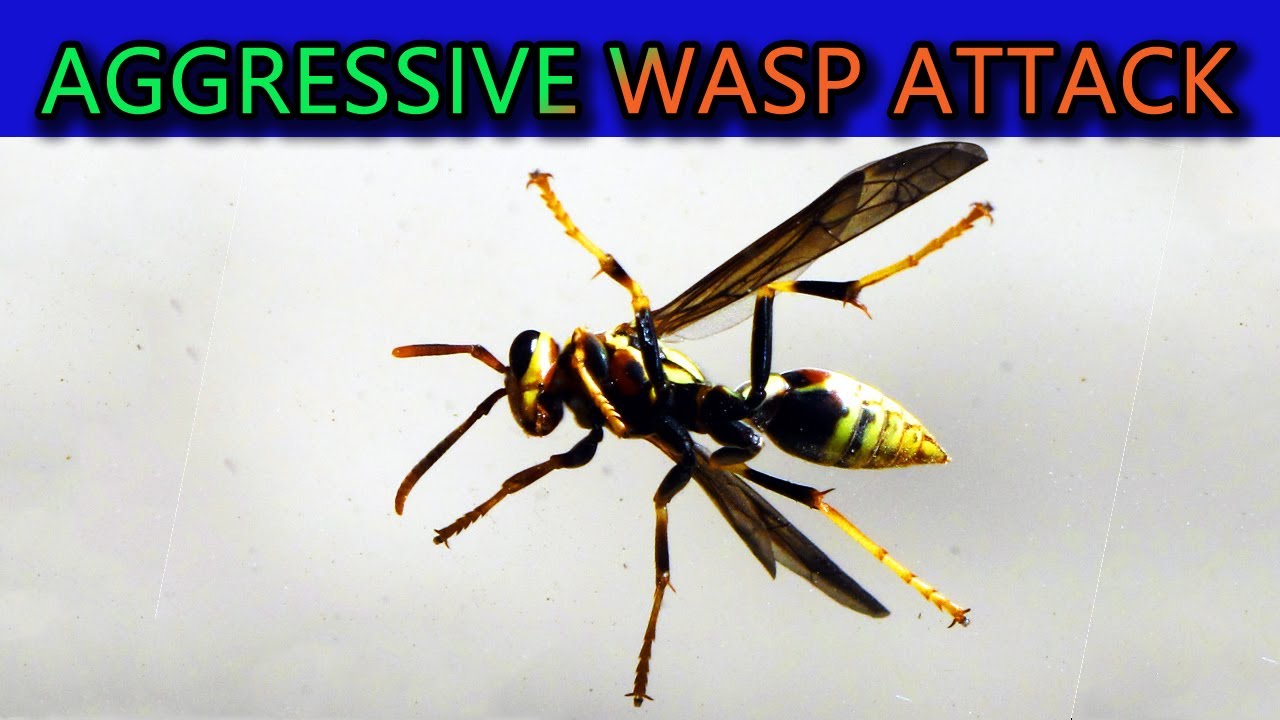 AGRESSIVE WASP ATTACK!!! (20th of June 2013) - YouTube