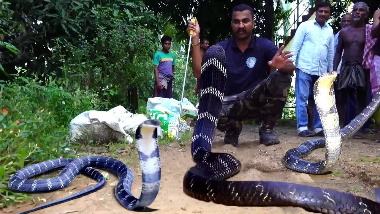 3 खतरनाक किंग कोबरा रेस्क्यू ऑपरेशन्स | King Cobra Snake Rescue Video - YouTube