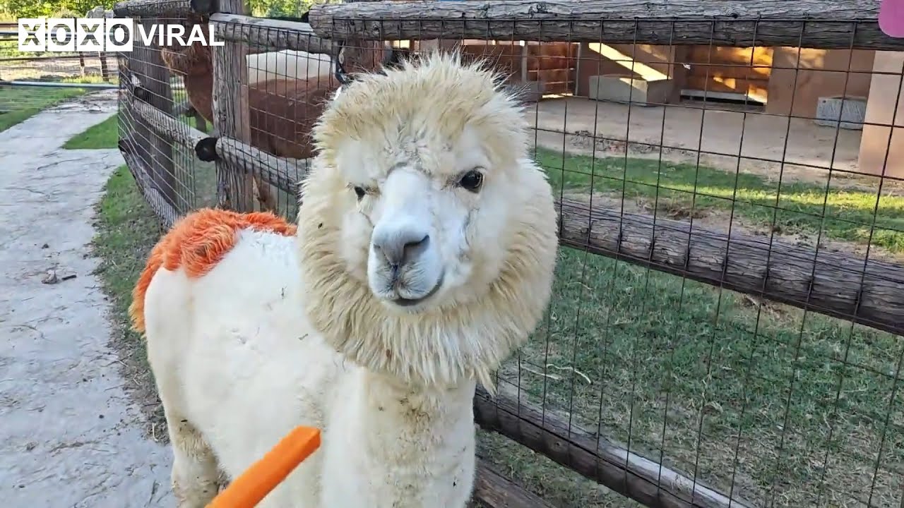 Animal Videos | A Day in the Life of Alpacas, Deer, and Donkeys at the ...