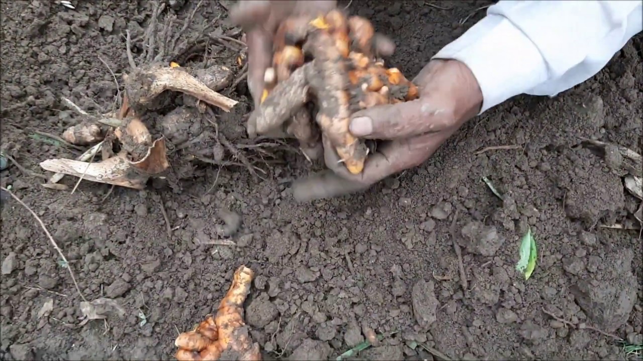 Digging TURMERIC aka Haldi after 2 years of plantation - YouTube