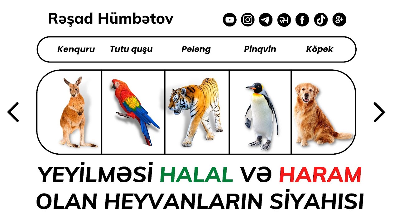 🌿 Yeyilməsi halal və haram olan heyvanların siyahısı.. 👉 Rəşad Hümbətov ...