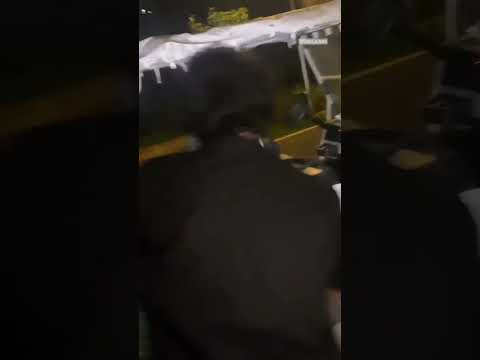 Haifa Wehbe    Yabana Yabana #هيفاء_وهبي   Goddess Haifa Wehbe Slaves      #HaifaWehbe