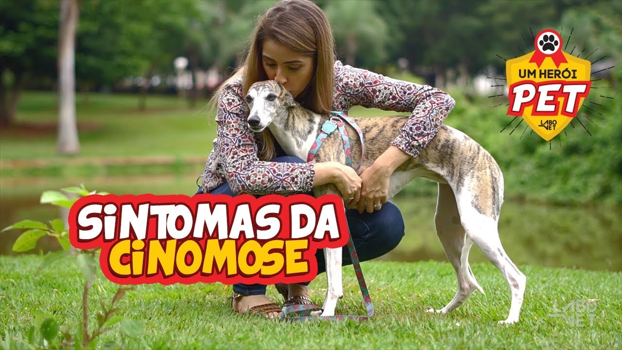 CONHEÇA OS SINTOMAS DA CINOMOSE - YouTube