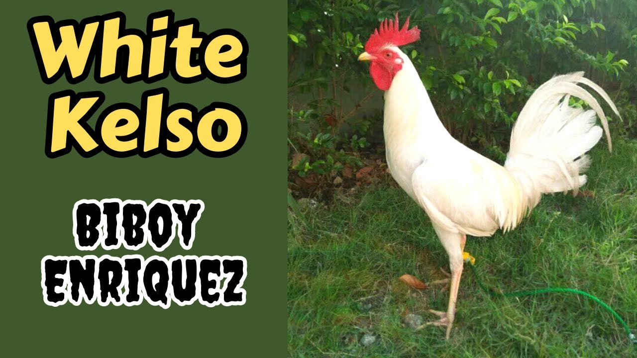 Biboy Enriquez | Leo Enriquez | Poultry Expo - YouTube