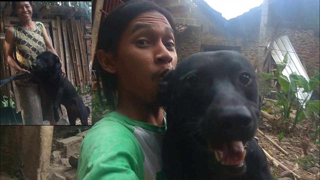 Anjing kampung jawa terbesar di Indonesia? Anjing Kampung Bagus nya ...