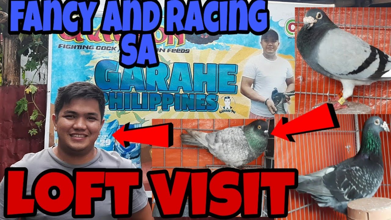 Kakaibang kalapati! fancy pigeon Fancier ng Hermosa Bataan, Puro Direct ...
