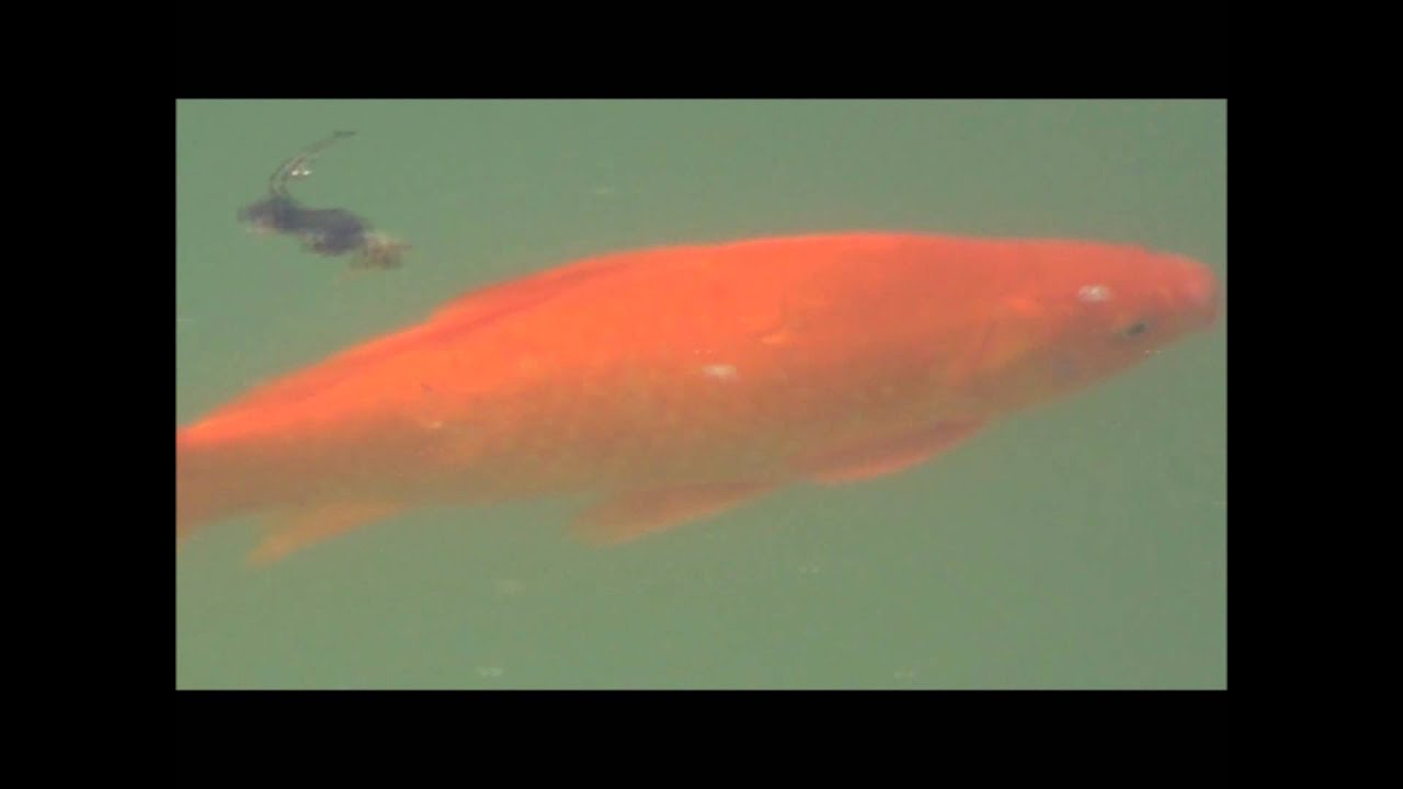 More Really Big Goldfish - YouTube