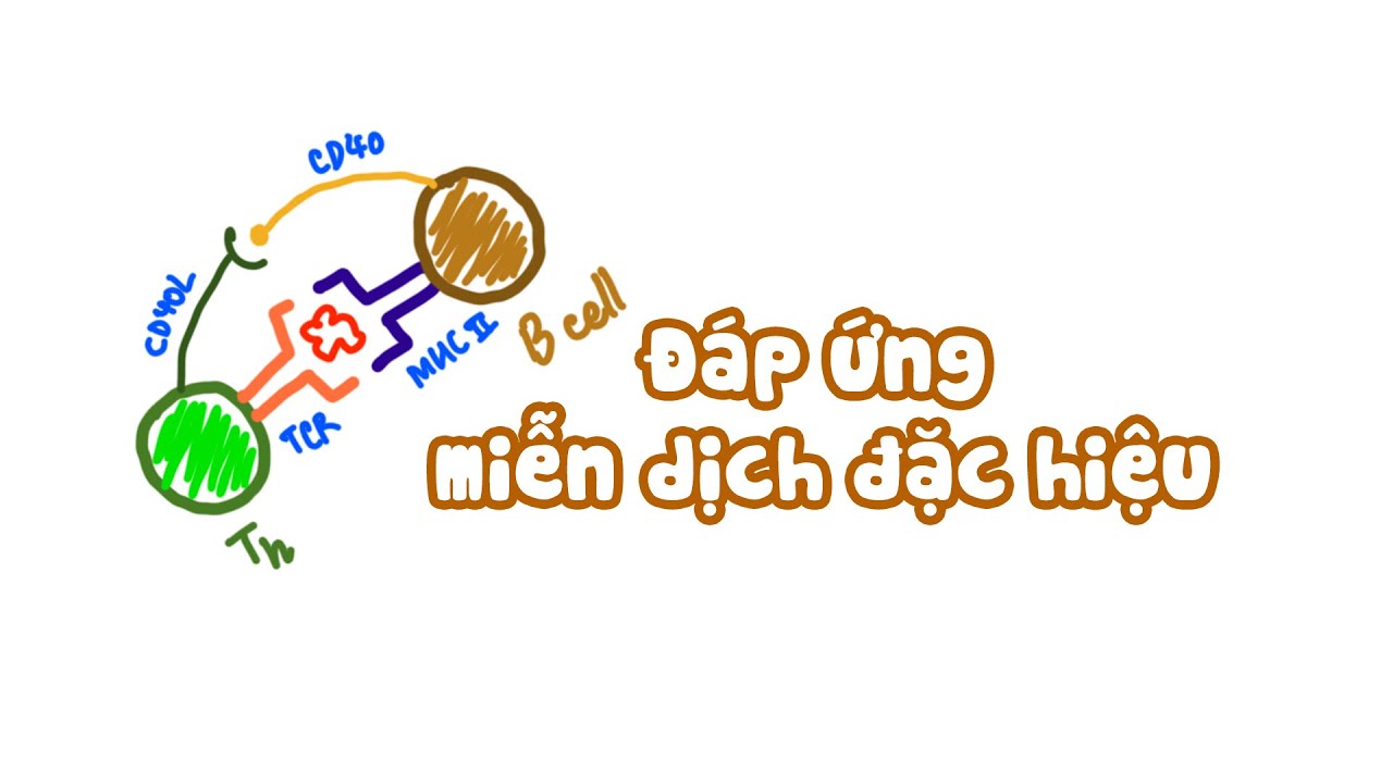 [SLB-MD] Đáp ứng miễn dịch đặc hiệu - YouTube