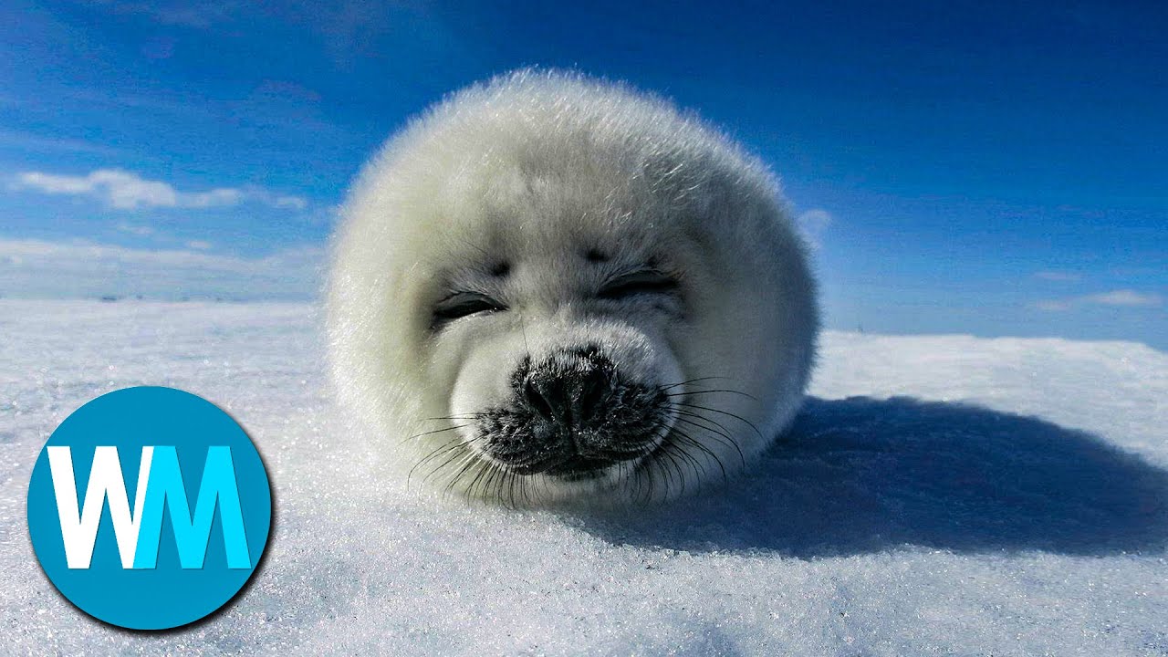 Top 6 Reasons Seals are Best - YouTube