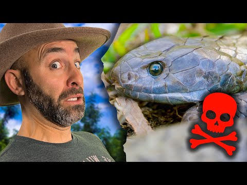 DEADLY Australian Wildlife!