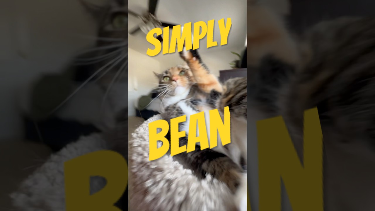 Simply Bean ️ - YouTube