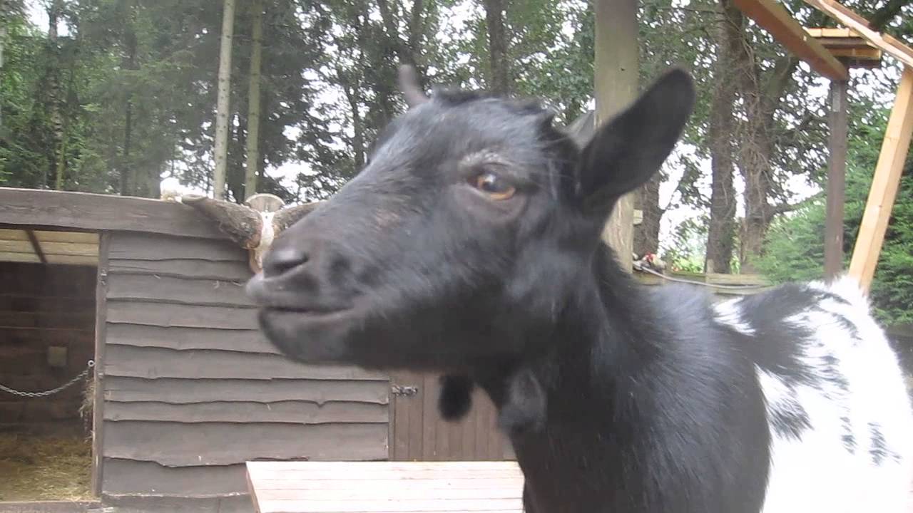 2014 07 30 Familiepark Harry Malter 002 - YouTube