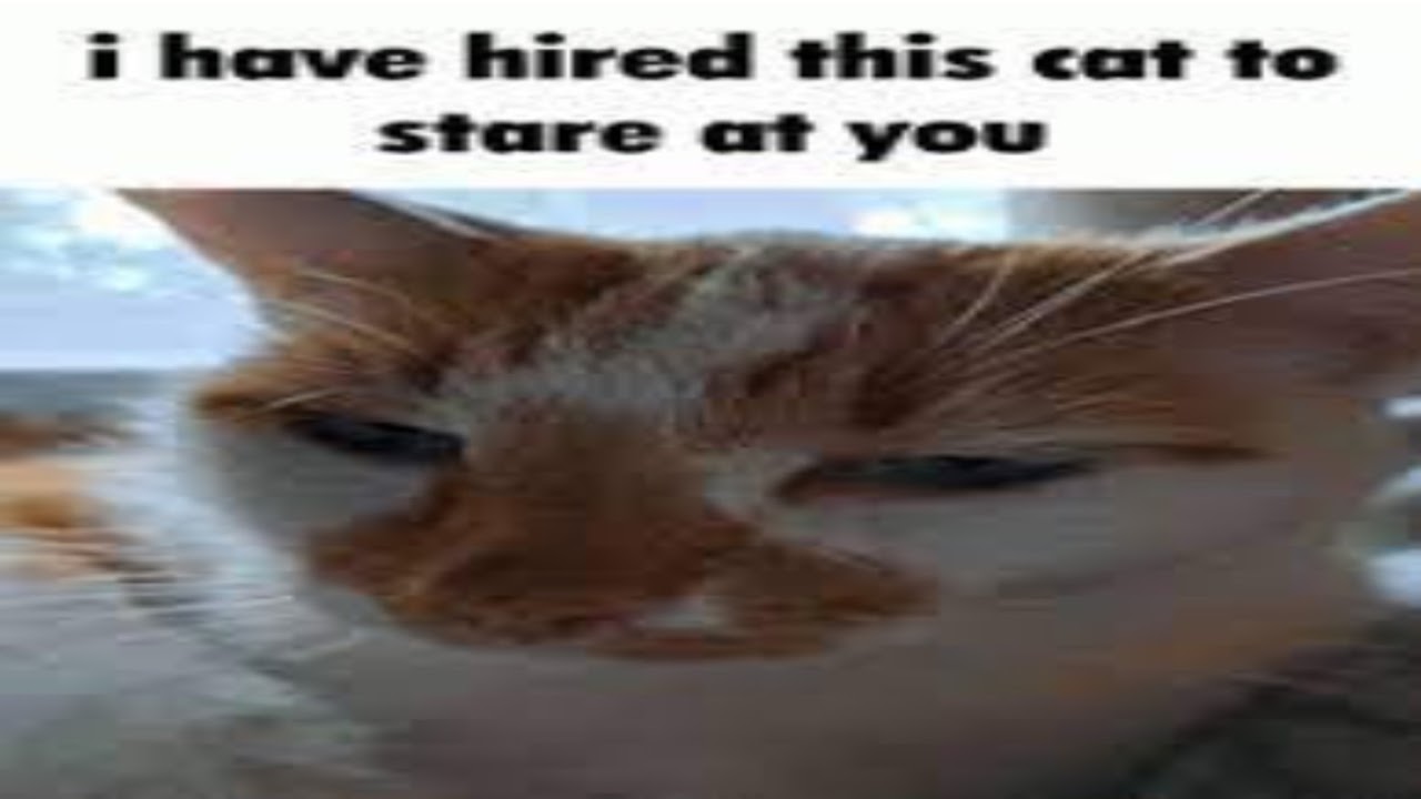 silly goofer Live Stream - YouTube