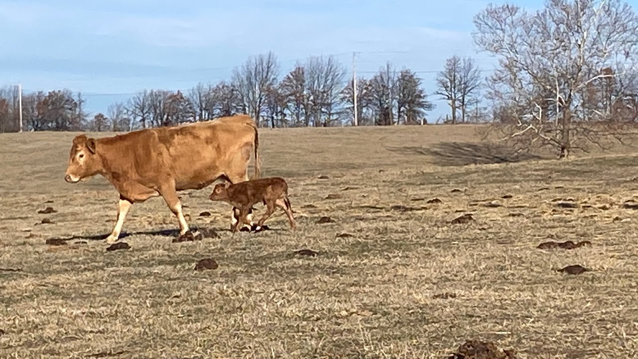 A cow chasing dog - YouTube