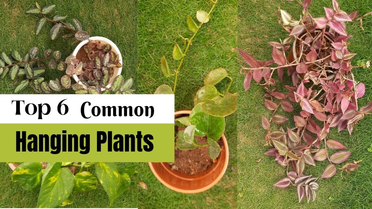 Top 6 common hanging plants/ best Plants for hanging basket - YouTube