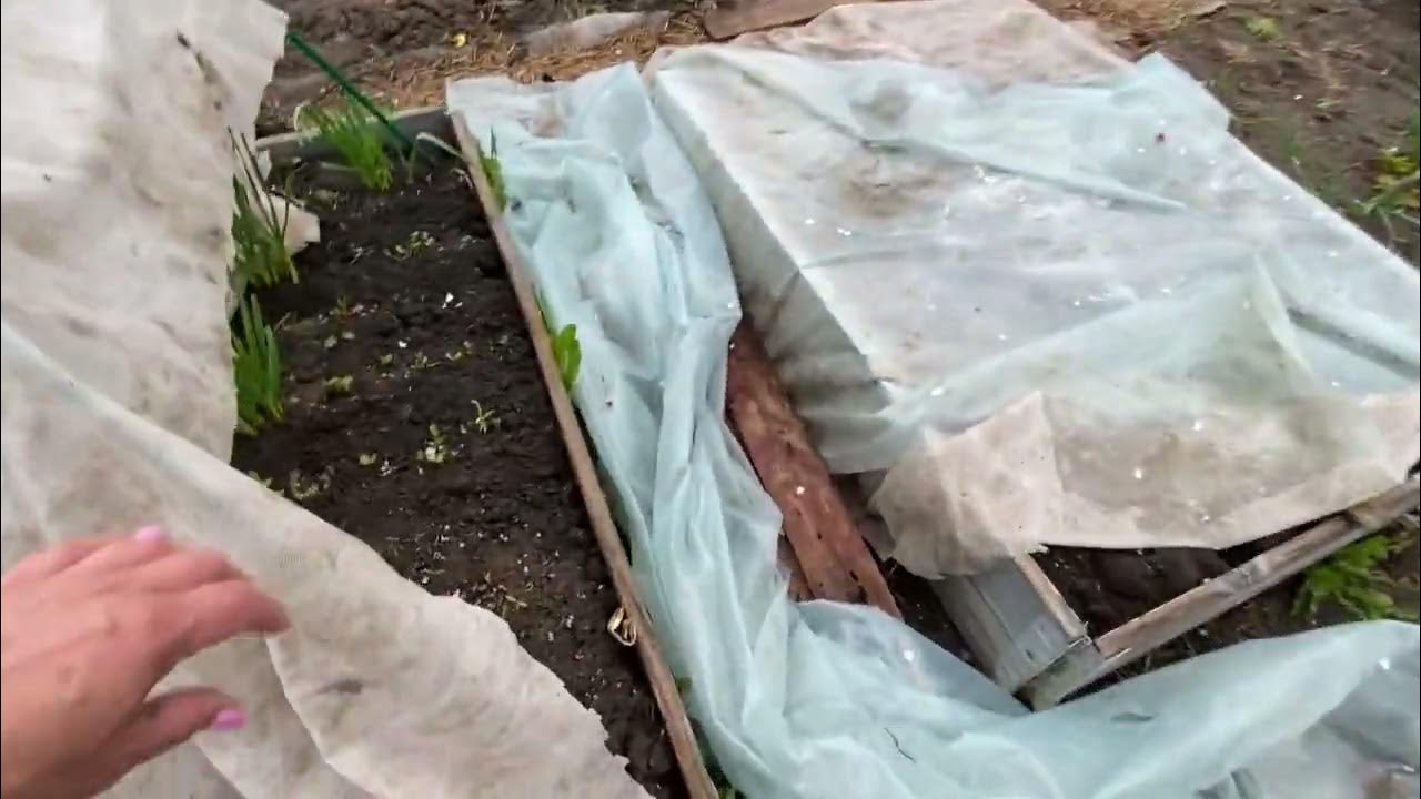 Дом в наследство! Рассада пережила ,садовые дела. - YouTube