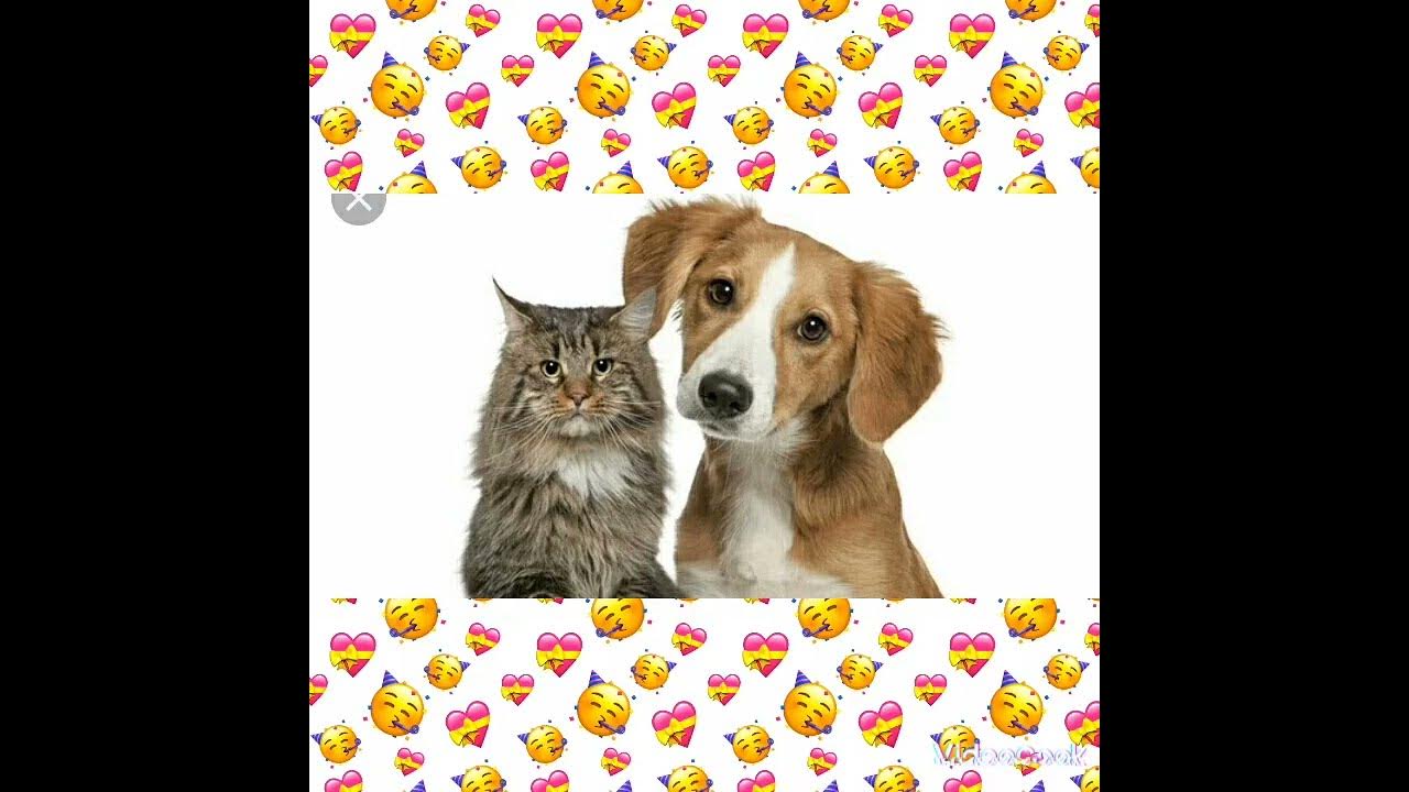 Котики і собачки Youtube