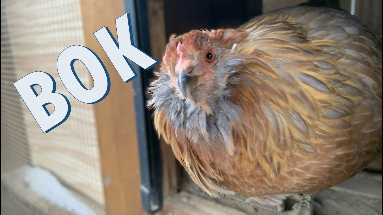 WHO LET THE HEN'S OUT?? BOK BOK BOK - YouTube