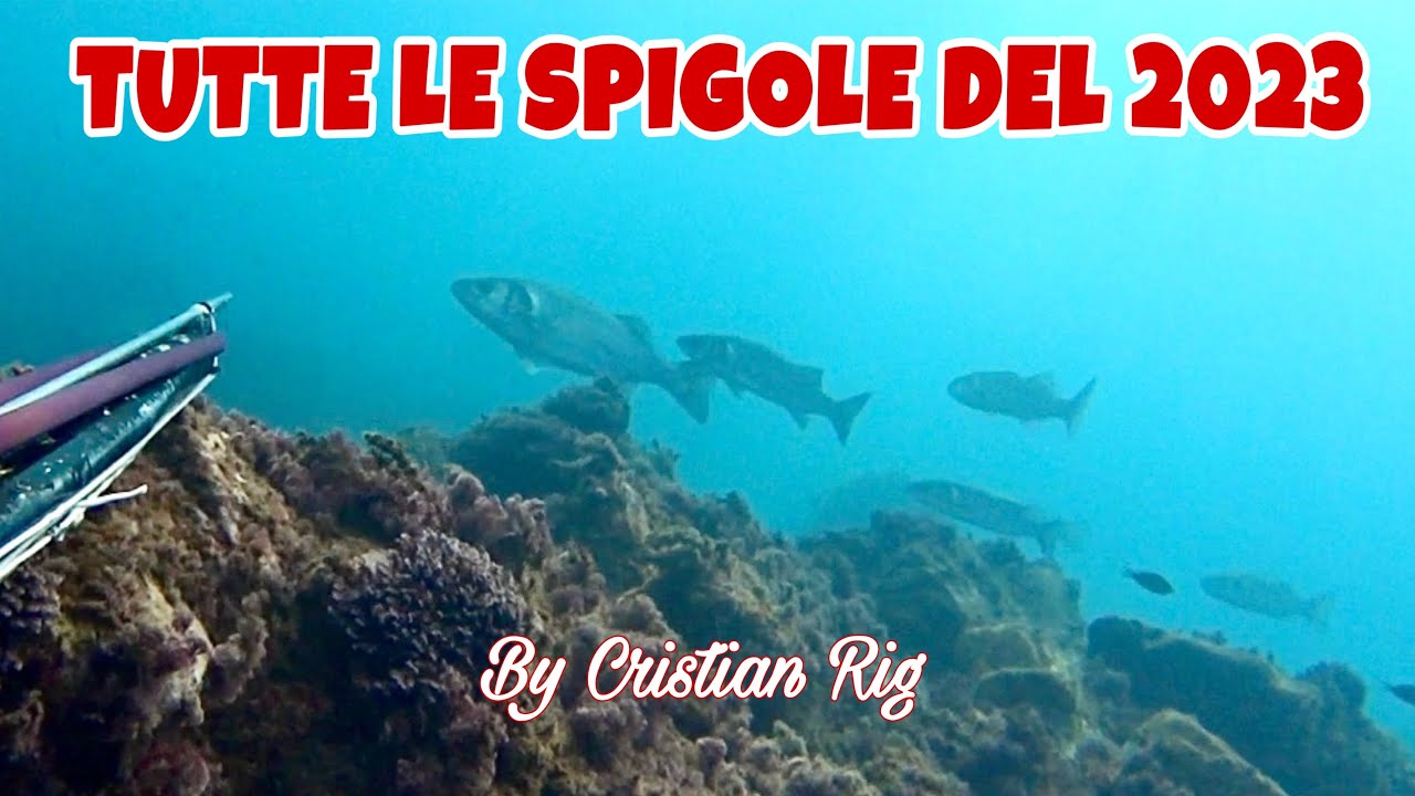 PESCASUB- TUTTE le SPIGOLE del 2023| SPEARFISHING- ALL SEABASS of 2023 ...