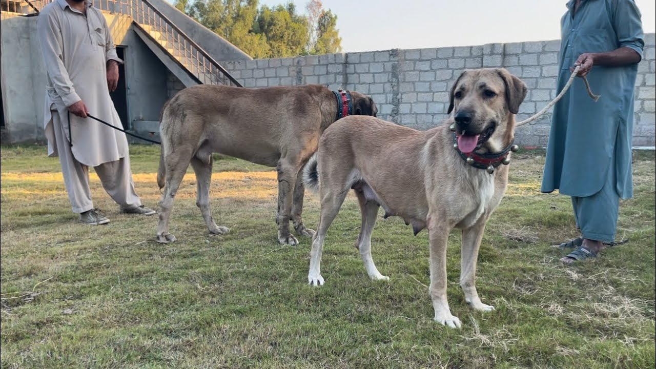 Turkish Shepherd Dogs - YouTube