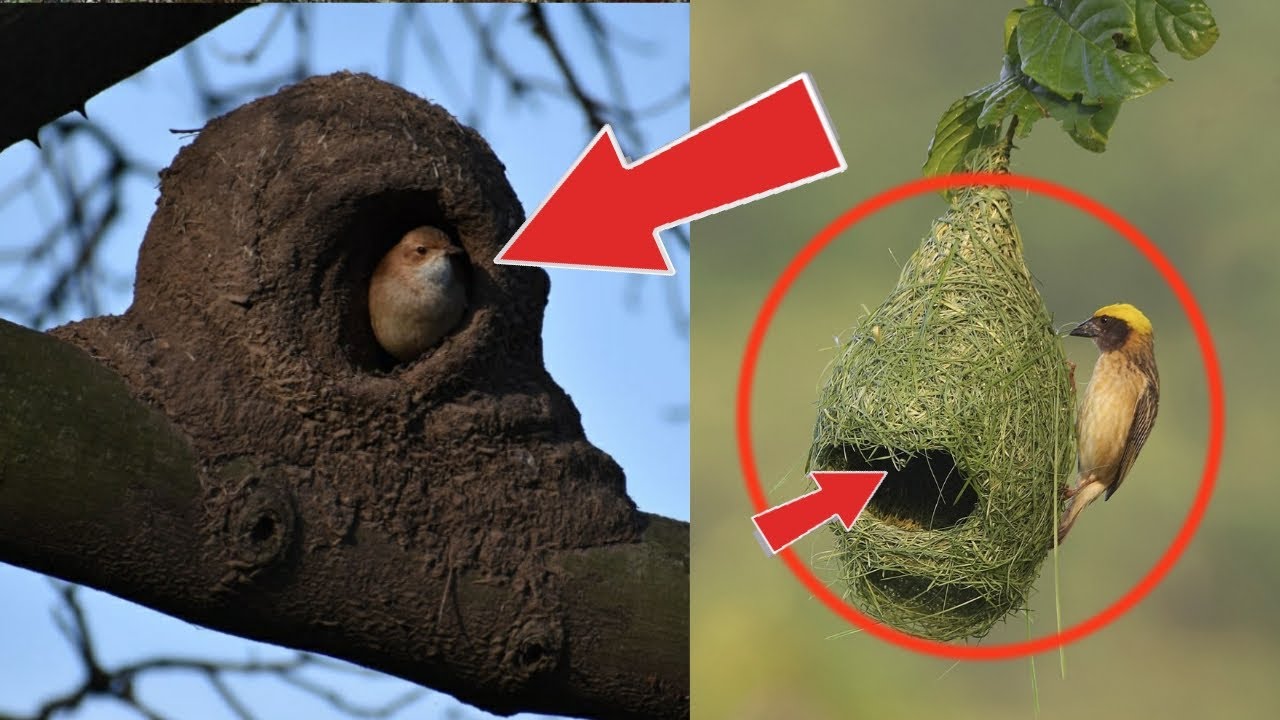 Most Beautiful Nest Of Birds Most Amazing Nests Of Birds In Hindi ...