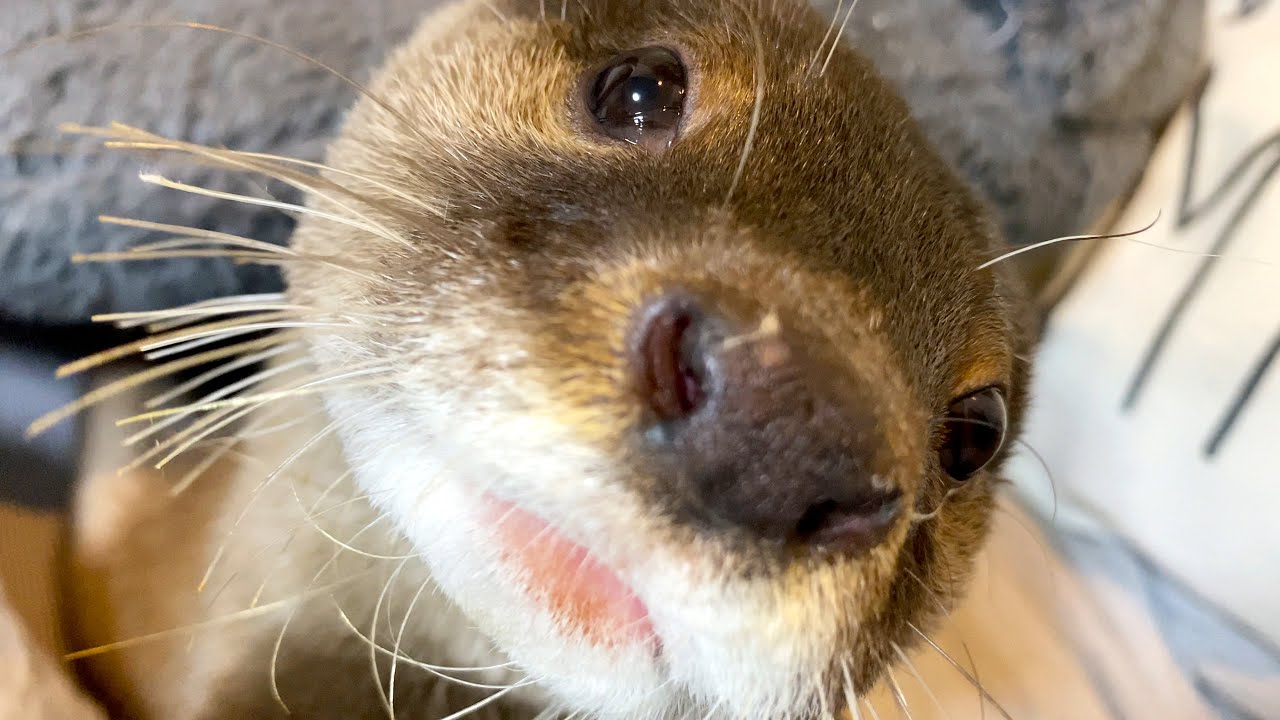Putting the otter to bed [Otter life Day 499] - YouTube