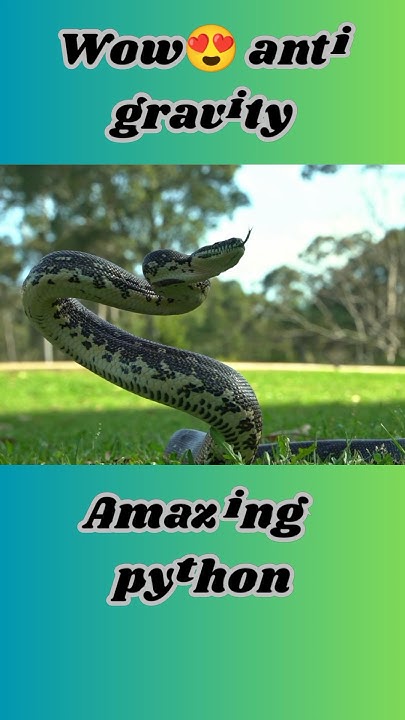 amazing python #creatures #shorts#animals #snake#python - YouTube