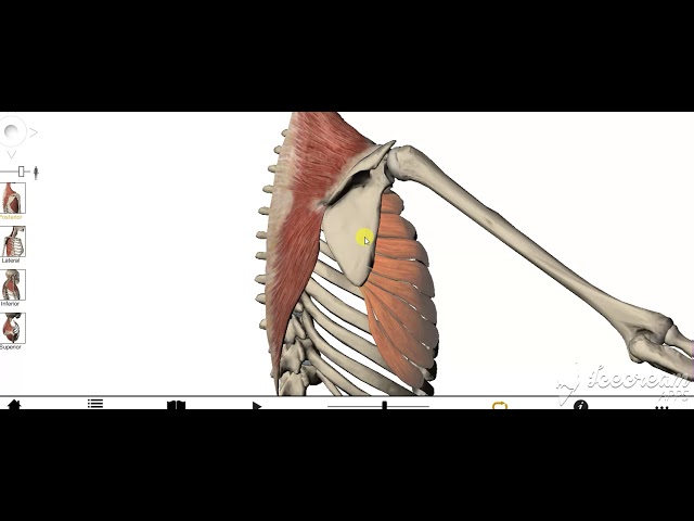 Anconeus Muscle Muscles Of The Upper Limb Upper Extremity , 60% OFF