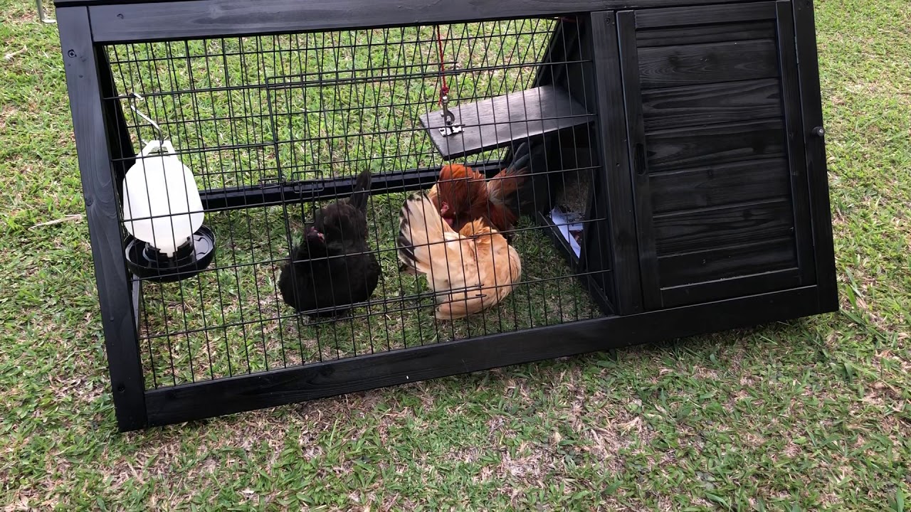 Tiny Serama rooster & hens preening in the afternoon. - YouTube