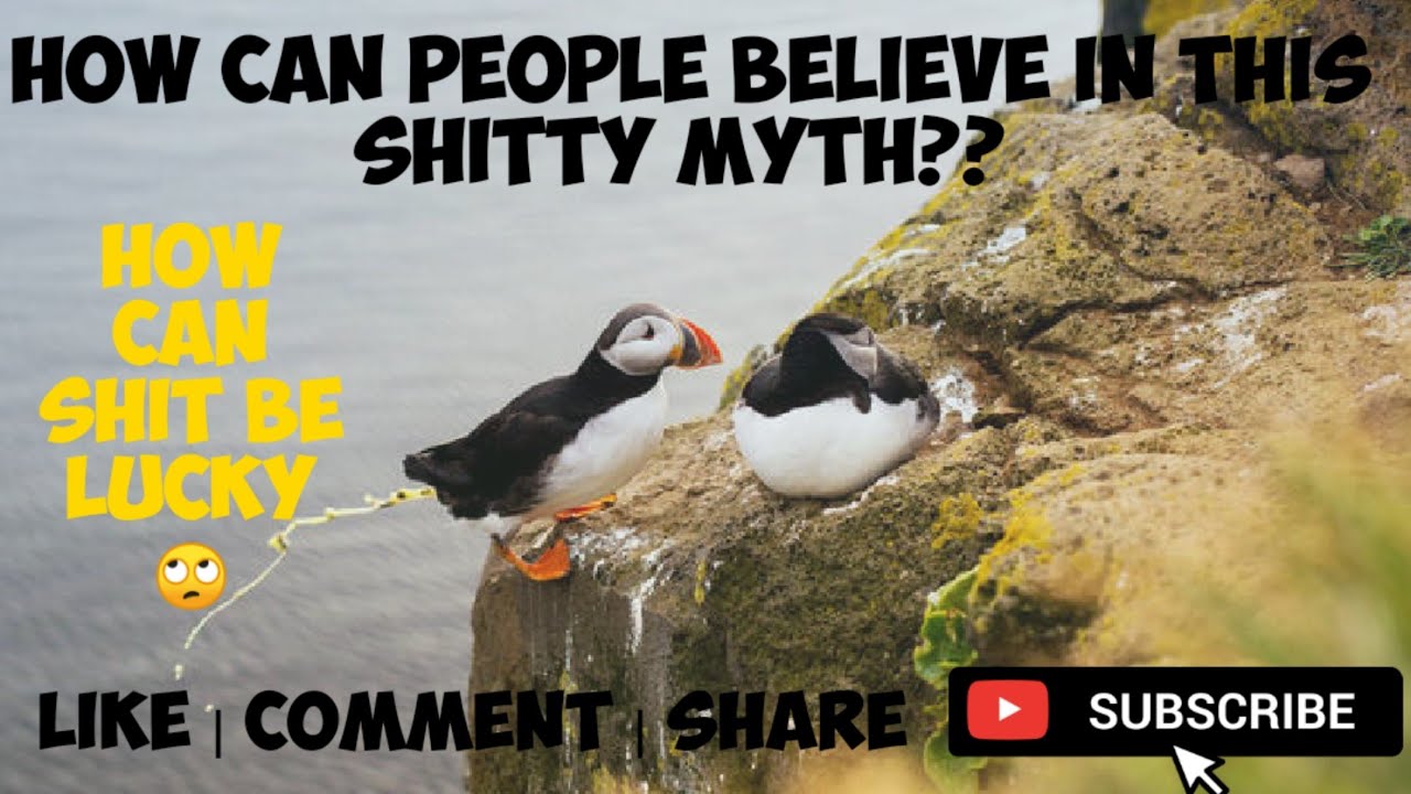 BIRD SHIT IS LUCKY || SUPERSTITION THAT MAKES NO SENSE || HUMANS ...