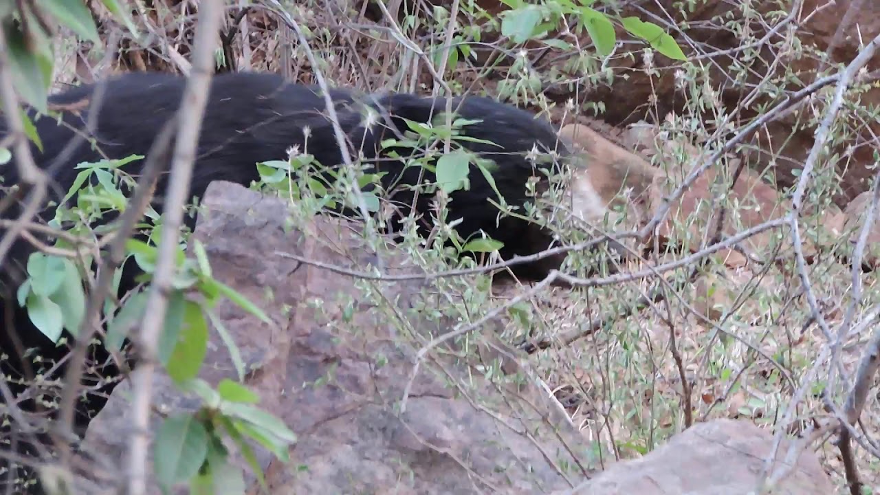 Baloo (Sloth Bear) looking for his "Bare Necessities" - YouTube