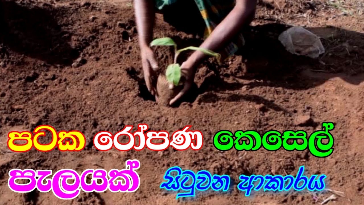 how to plant a tissue culture banana plant |පටක රෝපණ කෙසෙල් පැලයක් ...