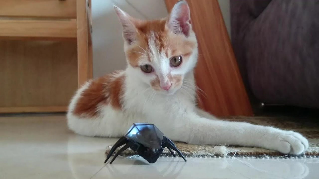 RC Bug Vs Cat - YouTube