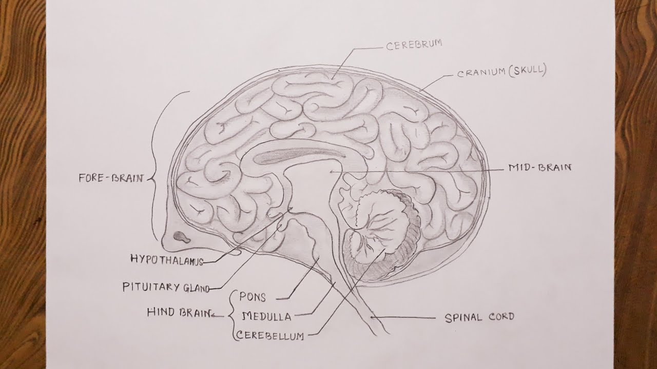 how to draw human brain easy steps for beginners - YouTube