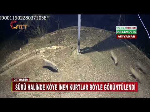 Sürü Halinde Köye İnen Kurtlar Böyle Görüntülendi