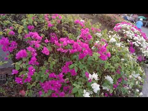 Vaj paj vong xoay xa tan binh huyen bac tan uyen