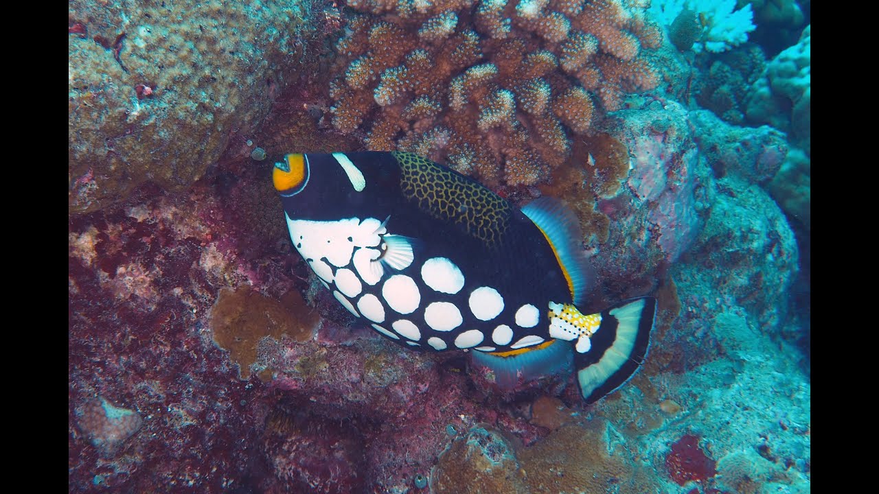 Great Barrier Reef 2025 Fish Life - YouTube