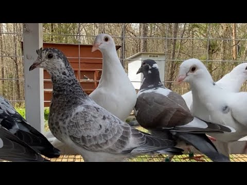 Training racing pigeons (Part 2) Racing pigeon breeding update and ...