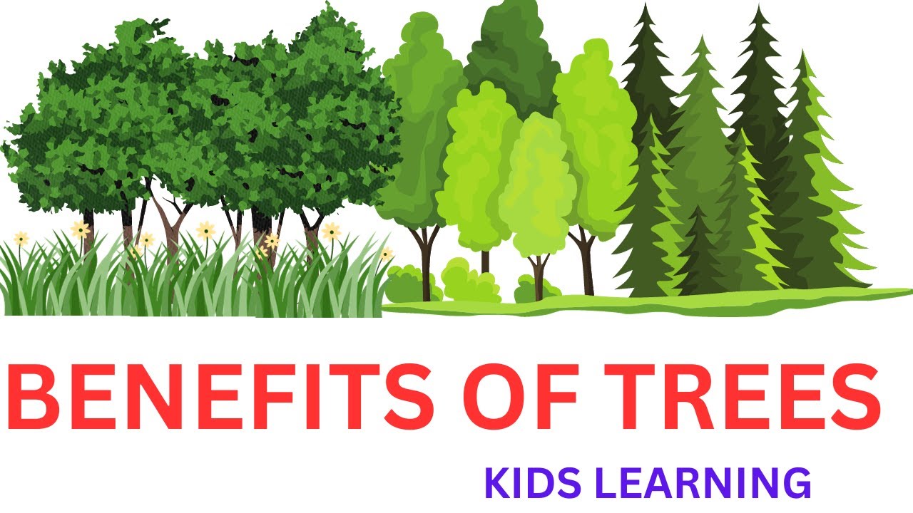 BENEFITS OF TREES | IMPORTANCE OF PLANTING TREES | Why Do We Need Trees ...