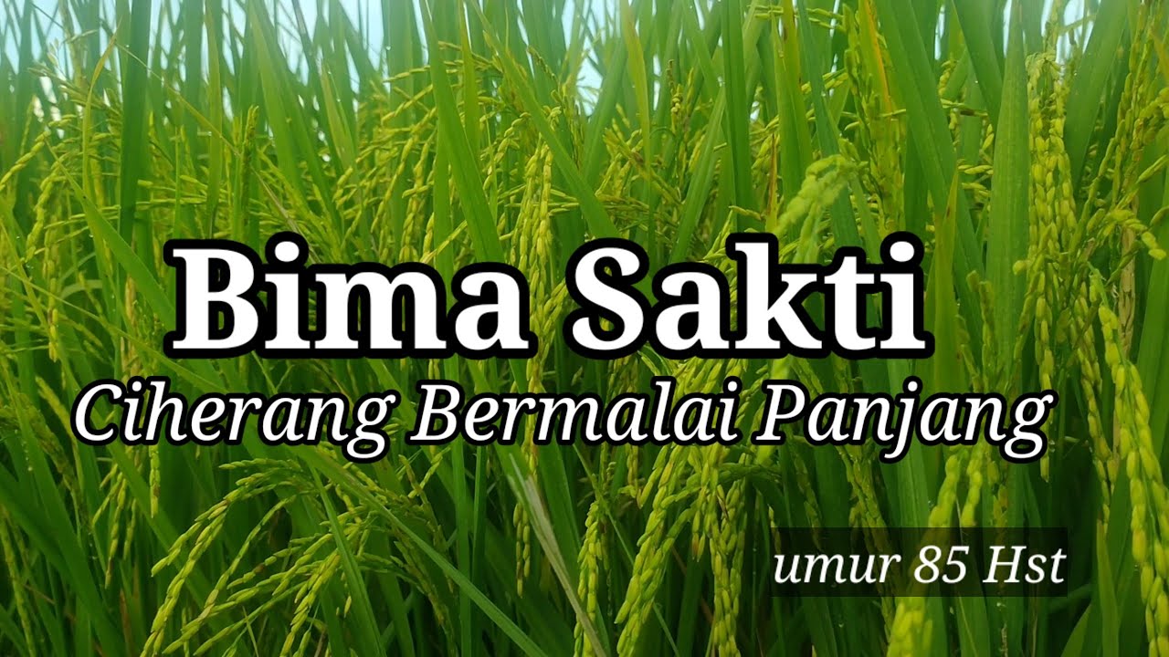 Padi Bima Sakti Bermalai Panjang || 85 Hst - YouTube