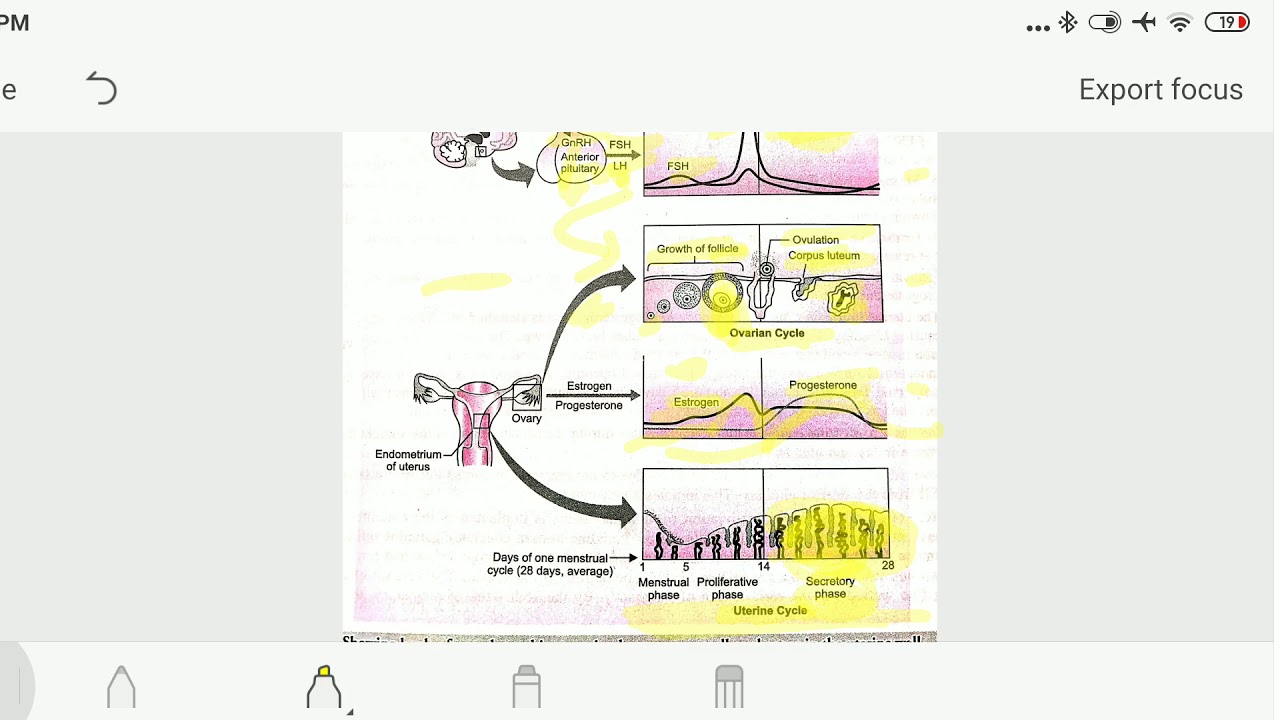 Class 12 Human Reproduction - Menstruation cycle - YouTube