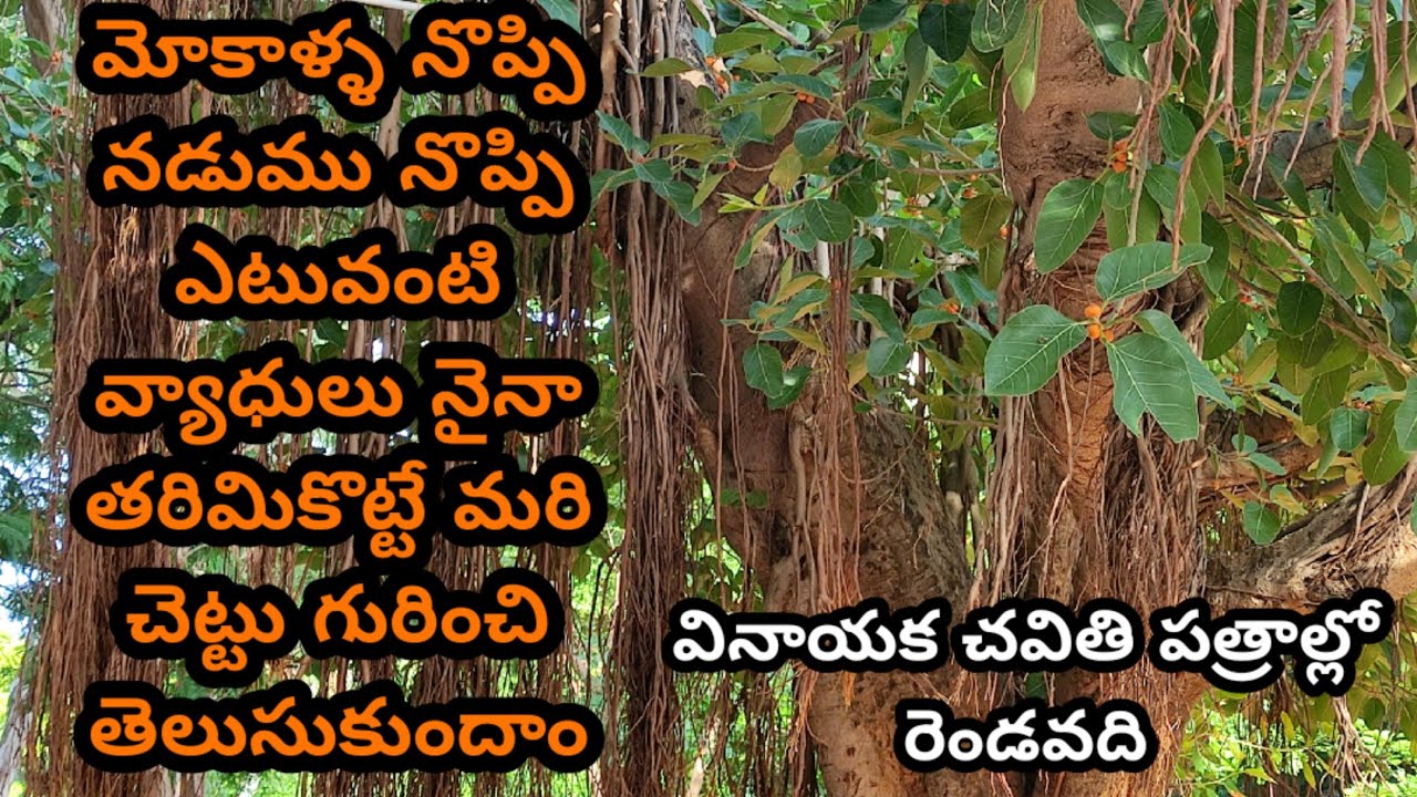 The Great Banyan Tree Of Hyderabad In Telugu 2021 Marri, 60% OFF