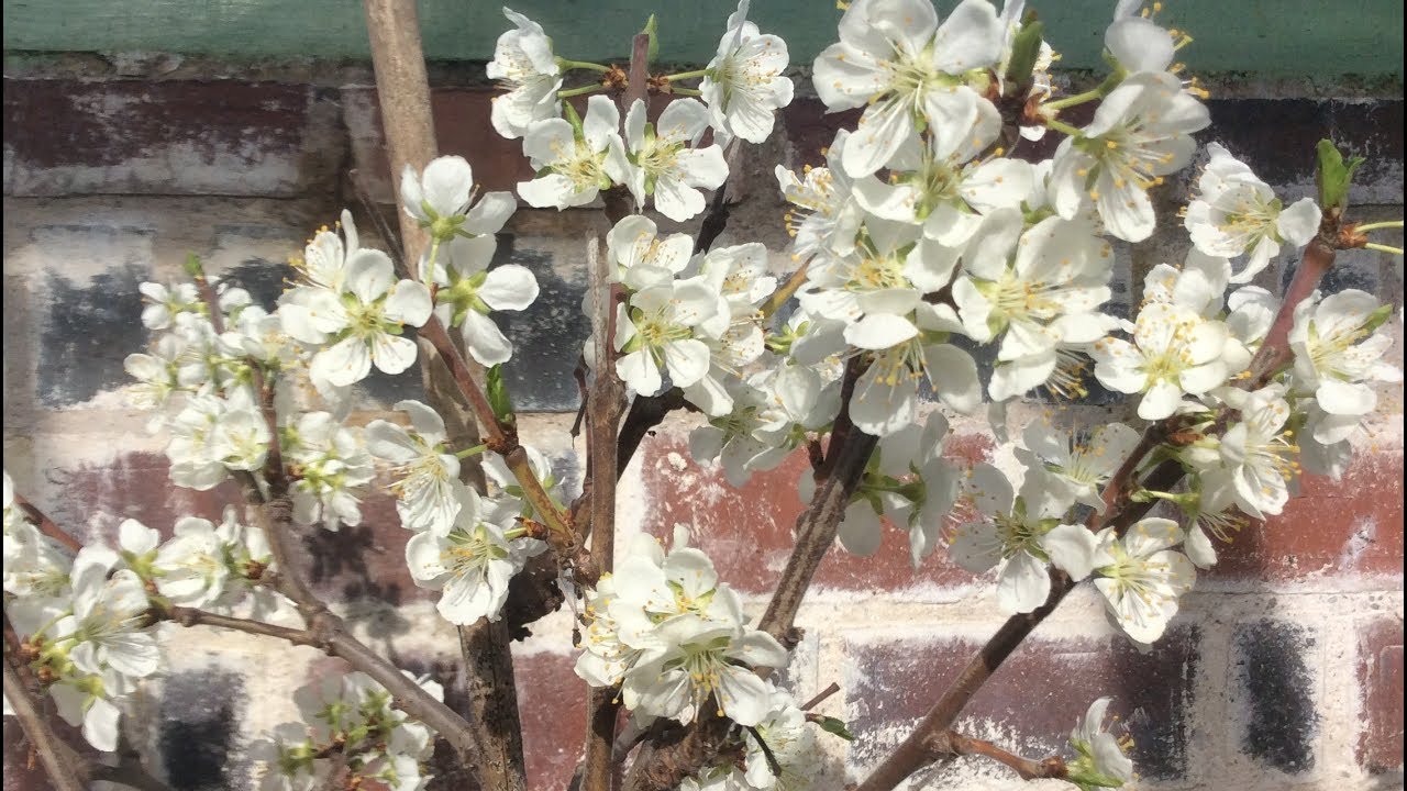 19/3/19 More blossom and Early Transparent Gage in bloom - YouTube