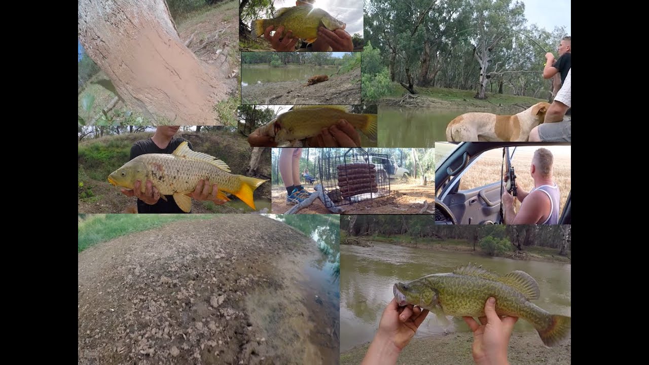 Pig Hunting And Fishing Australia - YouTube