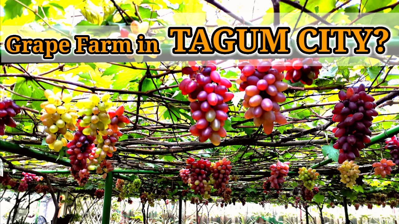 Stress Free Vineyard in Tagum City | Growing Grapes in the Philippines ...