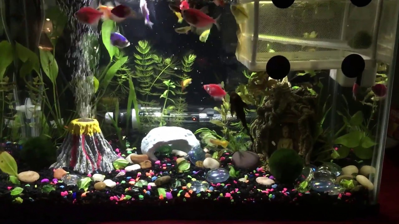BETTA GLOFISH TETRA AND GUPPY COMMUNITY TANK!! - YouTube